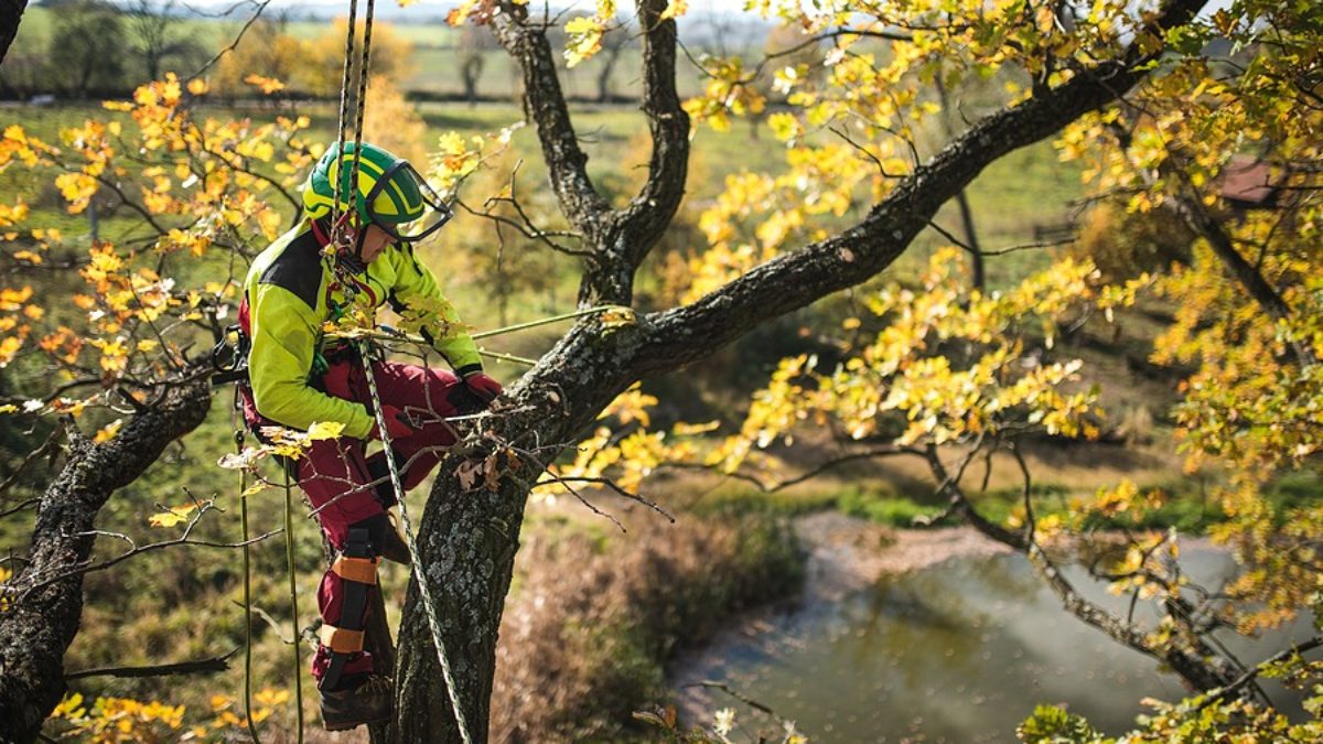 Sexy Trees - Directory Datacaptive