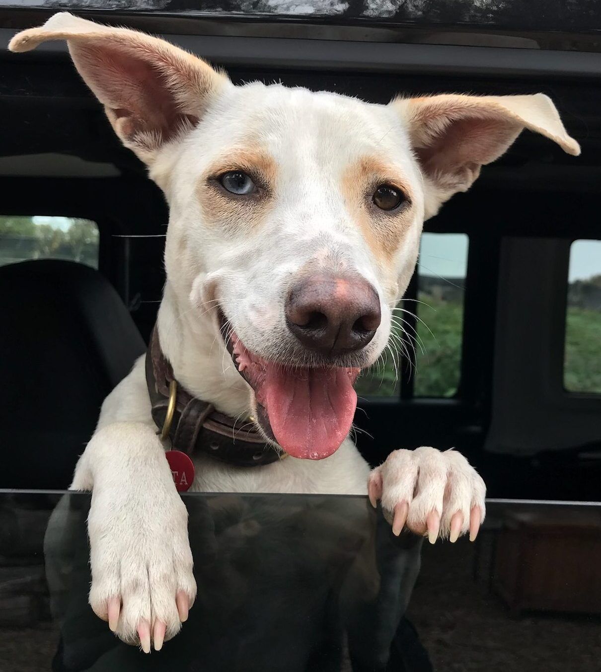 Our Dog Tales LLC - Directory Datacaptive